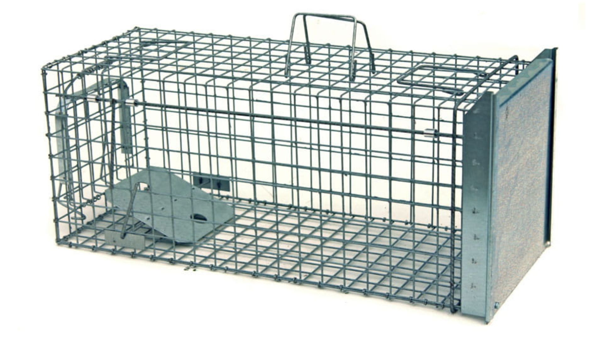 11 passos eficazes para a Armadilha de animais - Ecoced